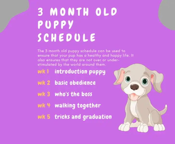 Best 3 Month Old Puppy Schedule Sleep Grooming Feeding Exercise Best 3 Month Old Puppy Schedule Sleep Grooming Feeding Exercise